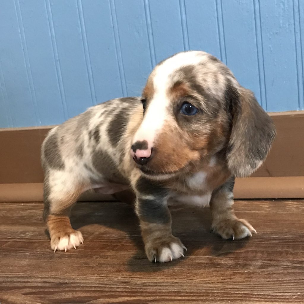 Dachshund Puppies – Rockin M Kennel – South Texas