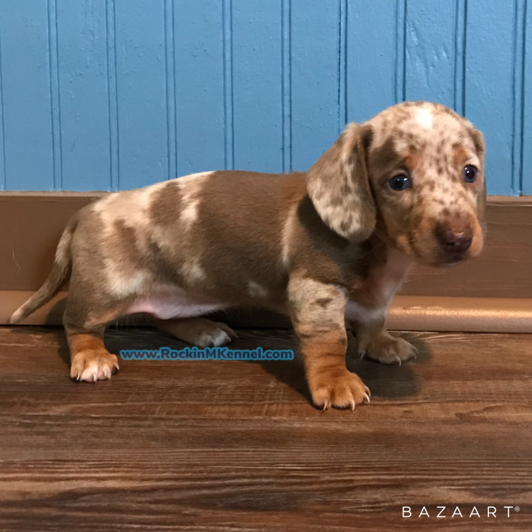 Dachshund Puppies – Rockin M Kennel – South Texas