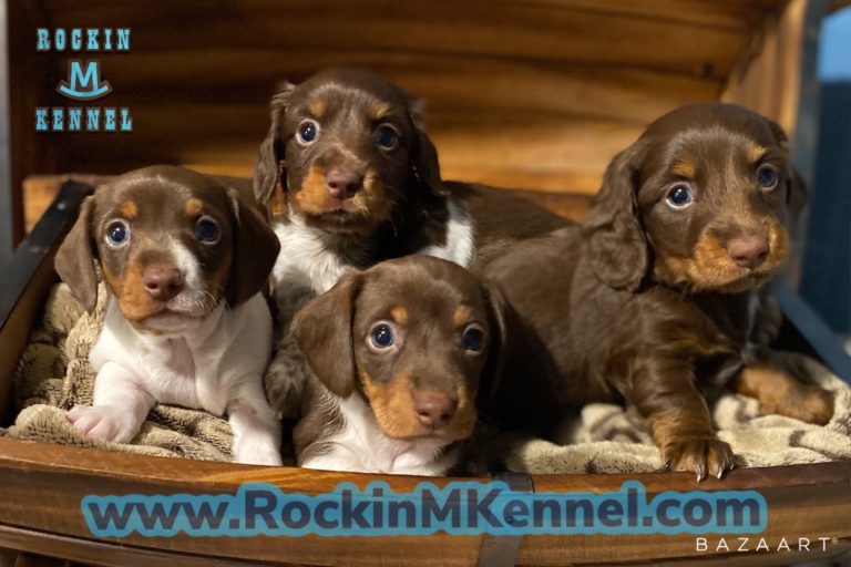 Dachshund Puppies – Rockin M Kennel – South Texas