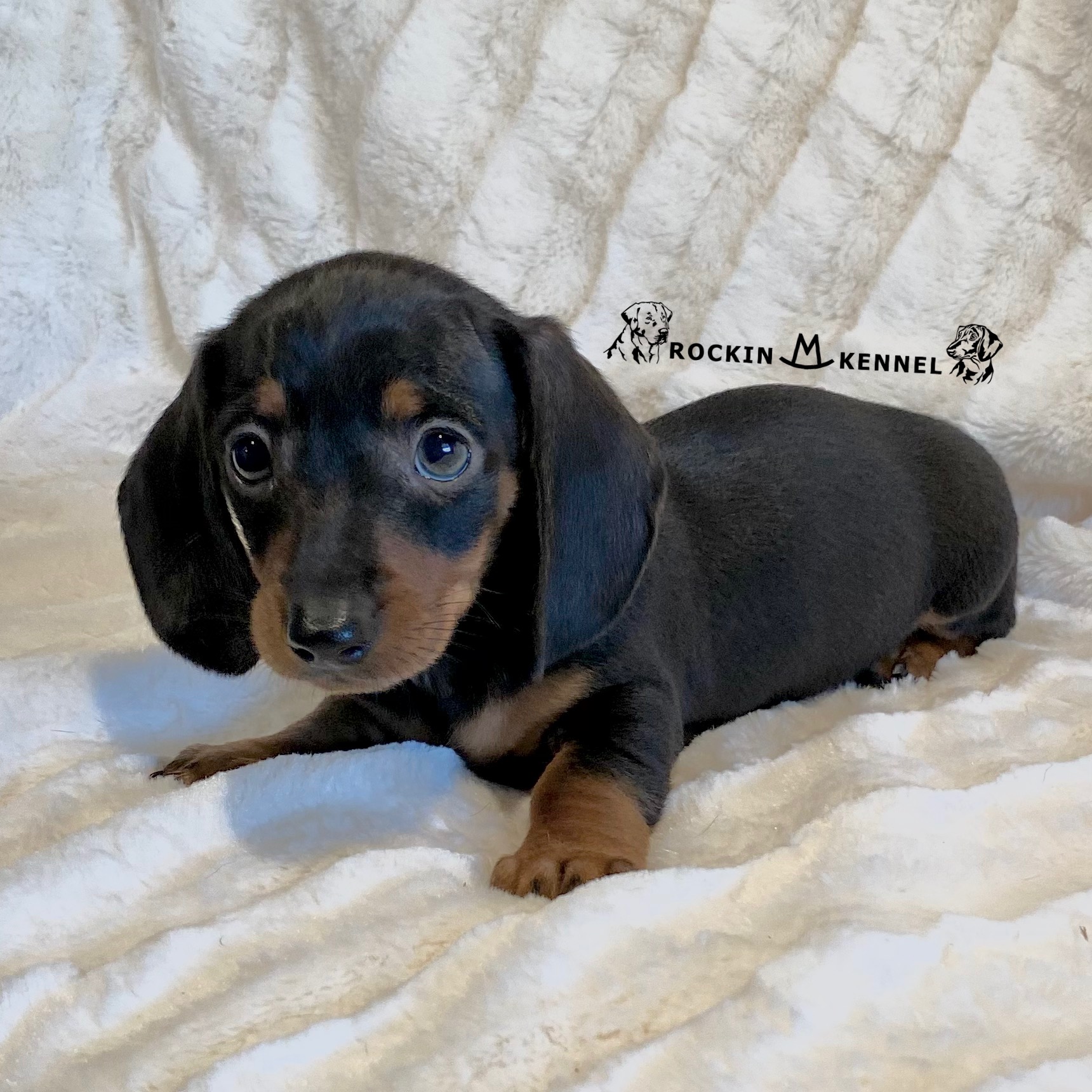 Dachshund Puppies – Rockin M Kennel – South Texas